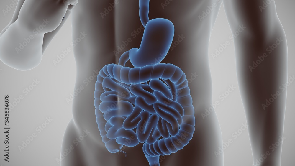 3d illustration of the human digestive system. stomach and guts Stock ...