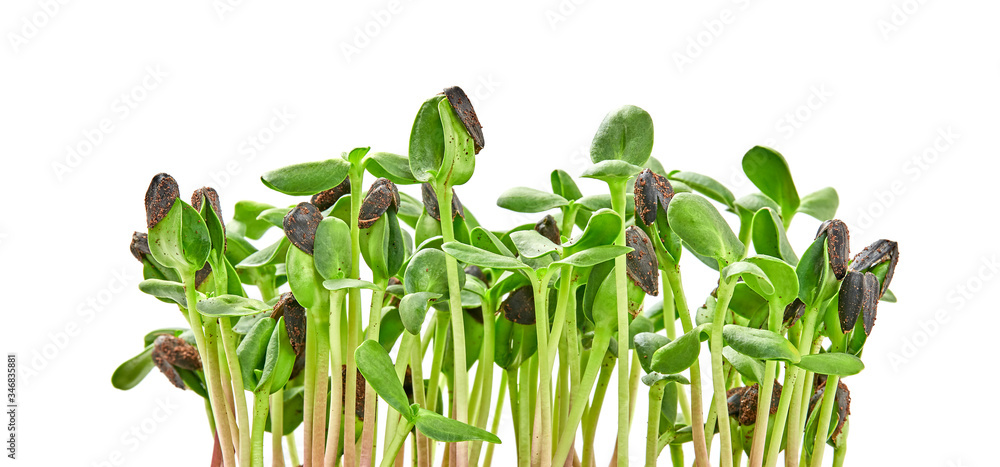Microgreens sprouts isolated on white background. Vegan micro sunflower ...