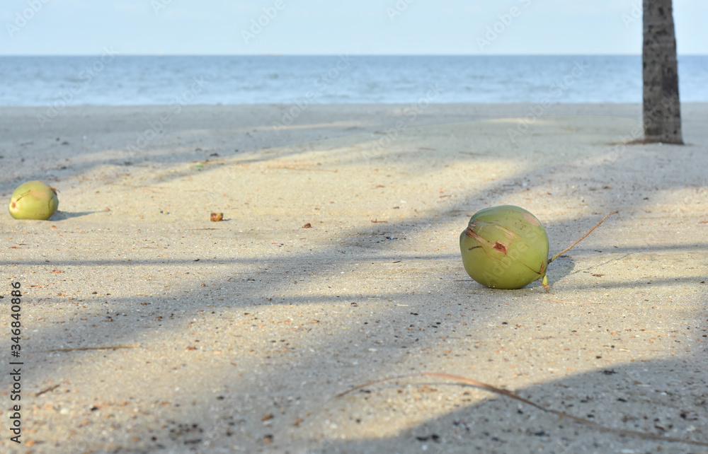 Fresh coconut falling from tree on beach isolate with nature background ...