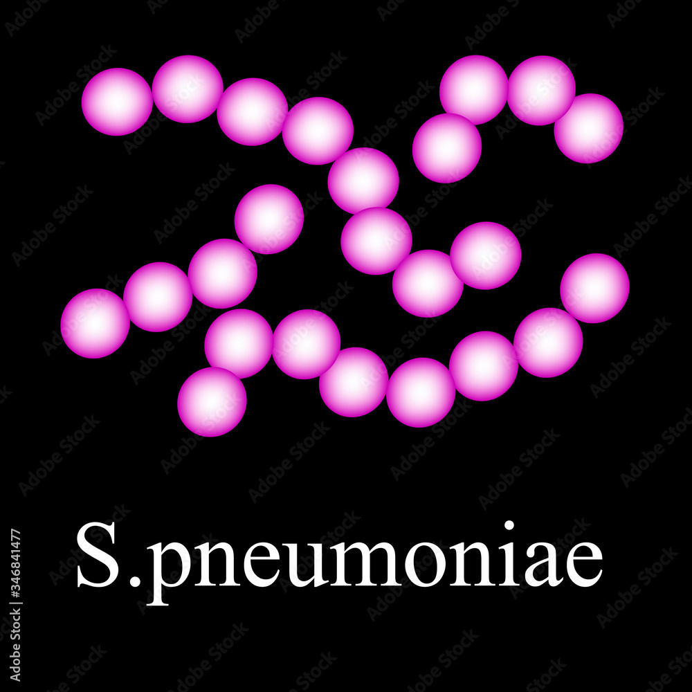 Pneumococci structure. Bacteria pneumococcus. Infographics. Vector ...