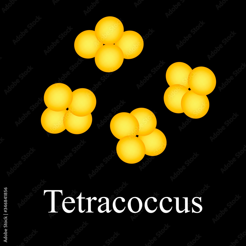 Tetraccoci structure. Bacteria tetracoccus. Infographics. Vector ...