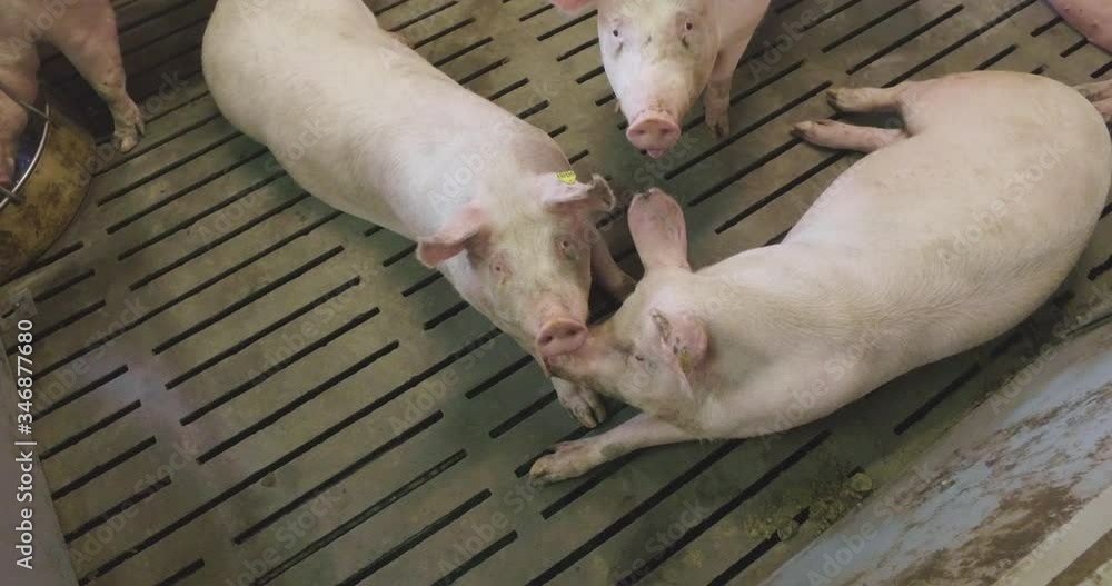 Love story of animals in farm. Two pigs sit next to each other, hight ...