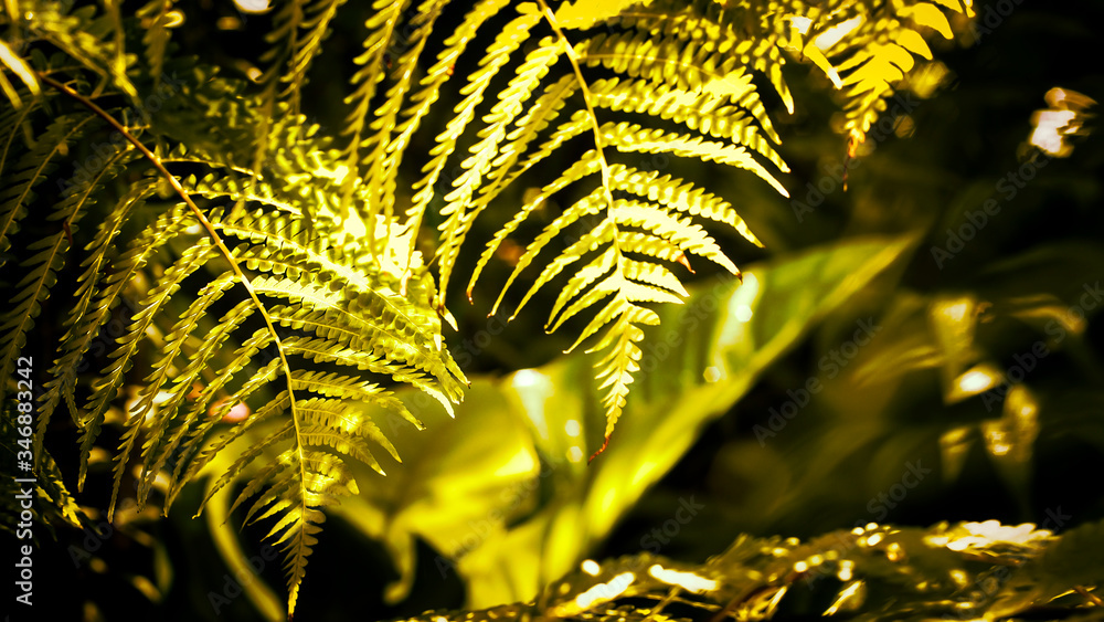 Morning sun in a misty rain-forest. Sunlight rays pour through fern ...