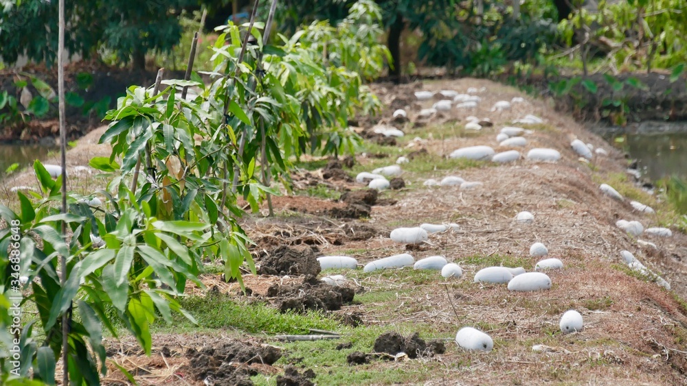 Benincasa hispida, the wax gourd, also called ash gourd, white gourd ...