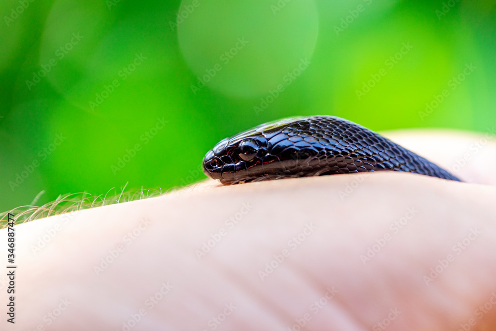 The Mexican black kingsnake (Lampropeltis getula nigrita) is part of ...