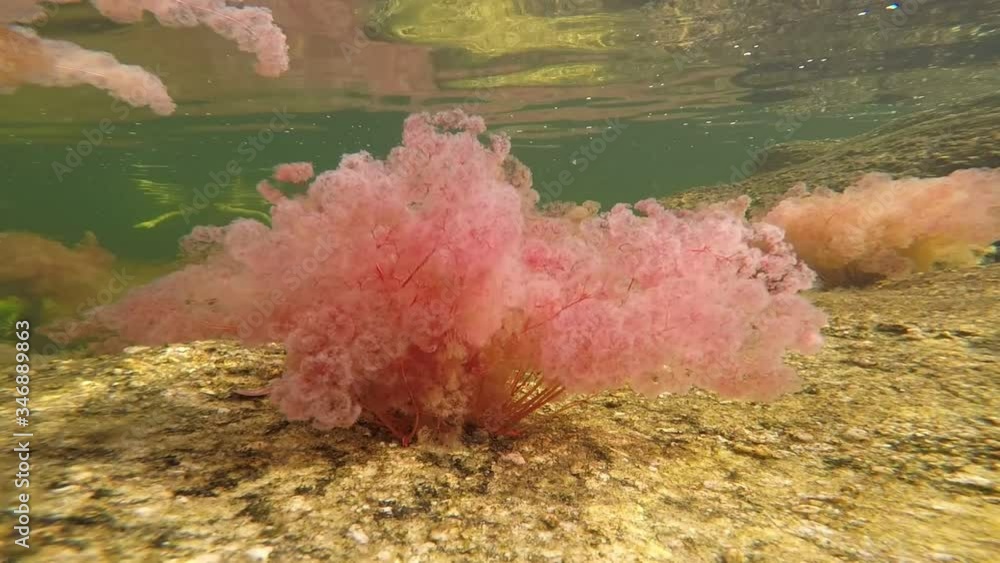 Macarenia Clavigera Plant