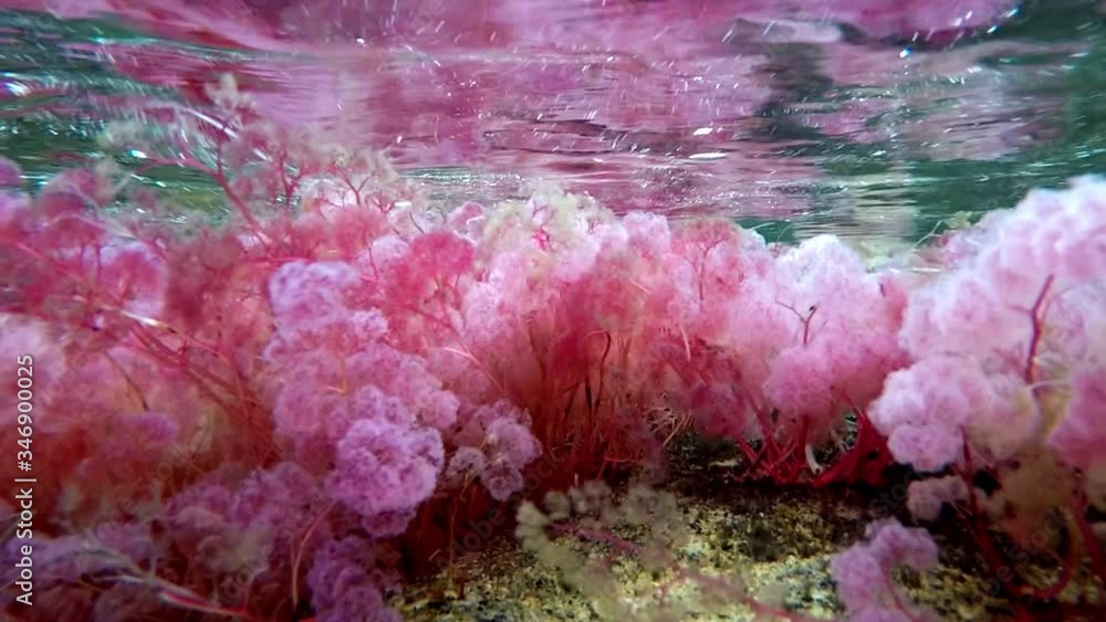 Macarenia Clavigera Underwater Plant in Cano Cristales / River of Five ...