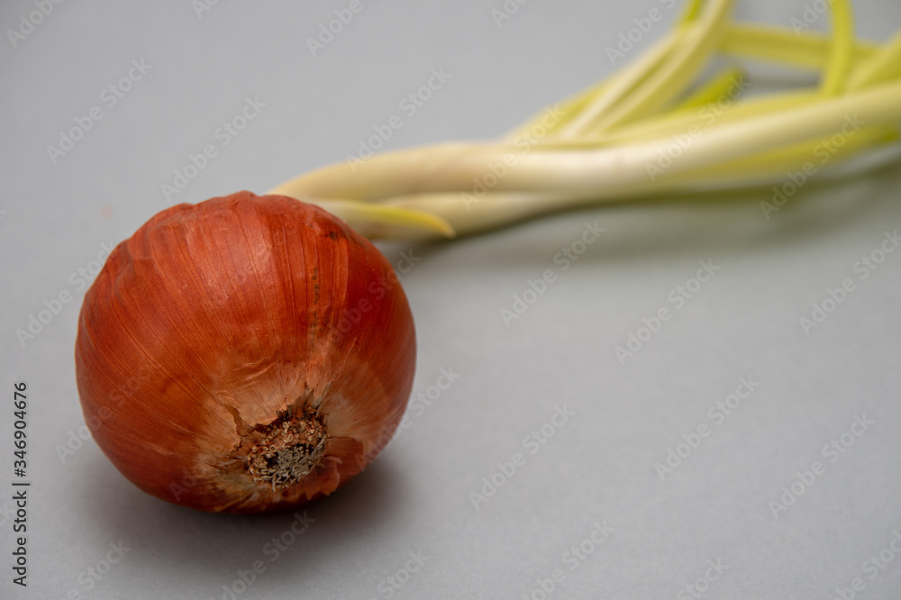 onion bulb with inflorescence Stock Photo | Adobe Stock
