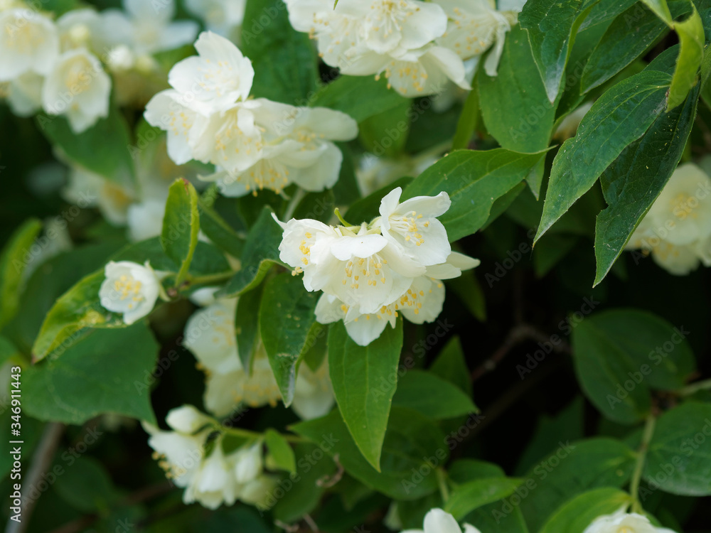 Philadelphus coronarius | Europäische Pfeifenstrauch oder Bauernjasmin ...