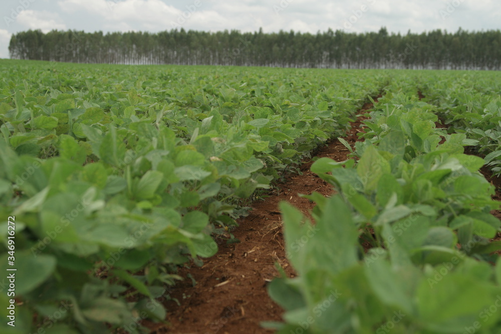 Soja, plantação de soja, colheita de soja Stock Photo | Adobe Stock