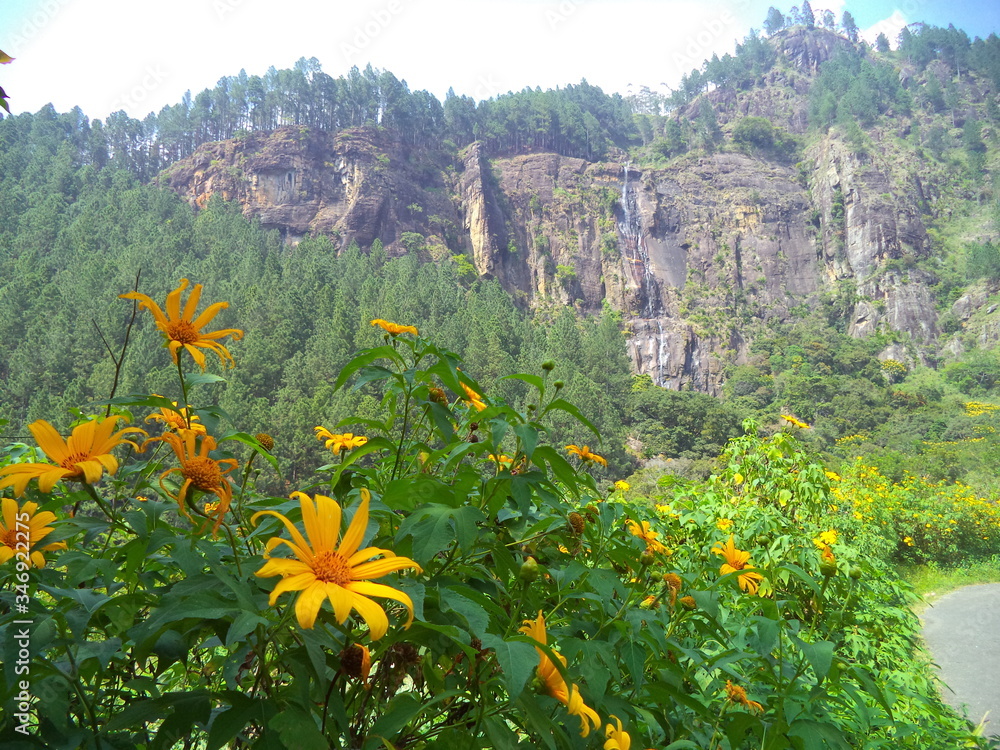 "Sooriya Kaantha" flower with a waterfall background. This is a picture ...