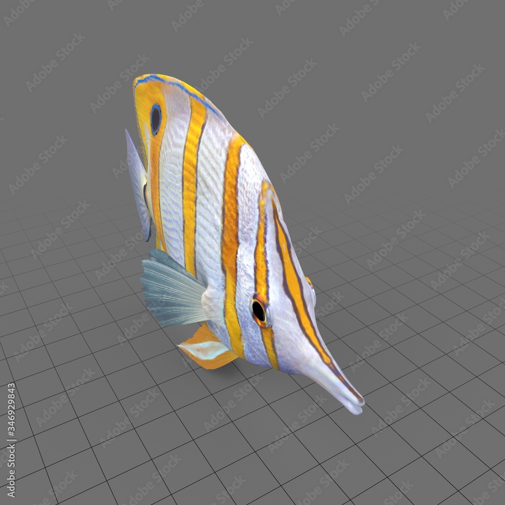 Copperband butterflyfish Stock 3D asset | Adobe Stock