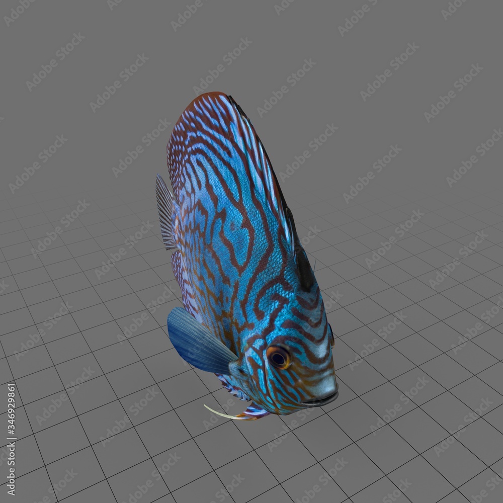 Discus fish Stock 3D asset | Adobe Stock