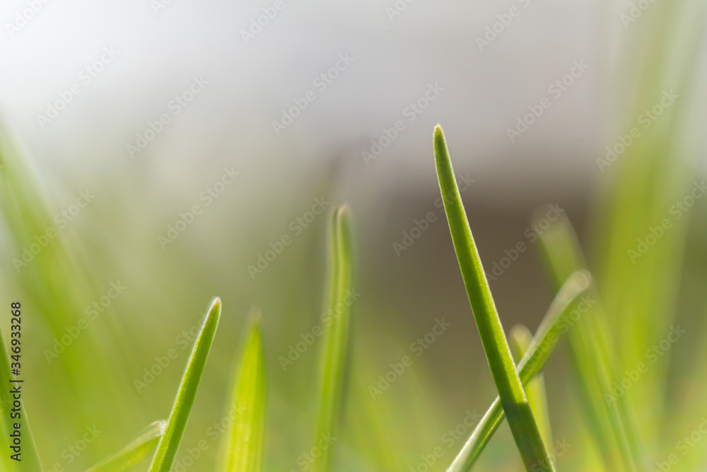 green grass. Macro shooting of grass. Background Wallpaper photo Stock ...