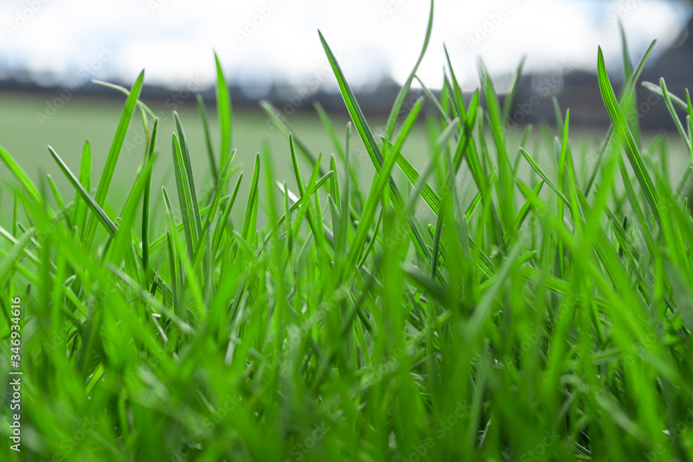 green grass. Macro shooting of grass. Background Wallpaper photo Stock ...