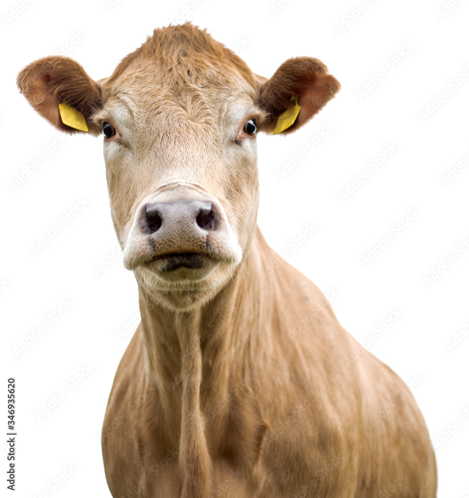 Cow on white background isolated Stock Photo | Adobe Stock