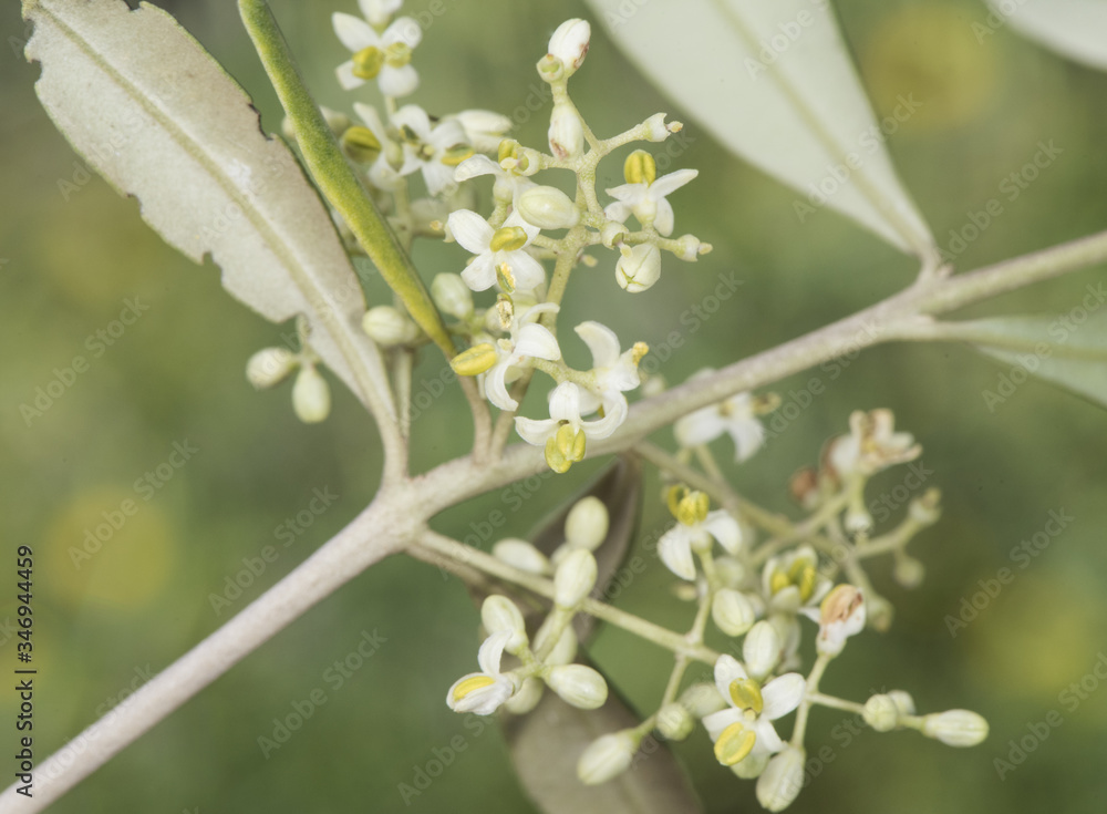 Olea europaea tiny white flowers with pale yellow stamens and some buds ...