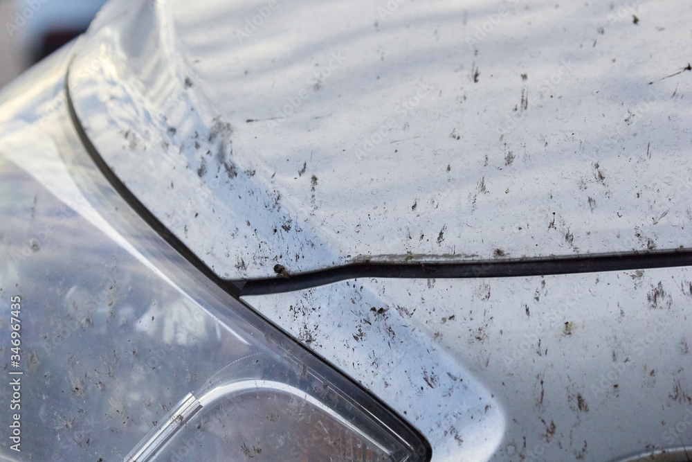 midges insects on the bumper and hood of the car Stock Photo | Adobe Stock