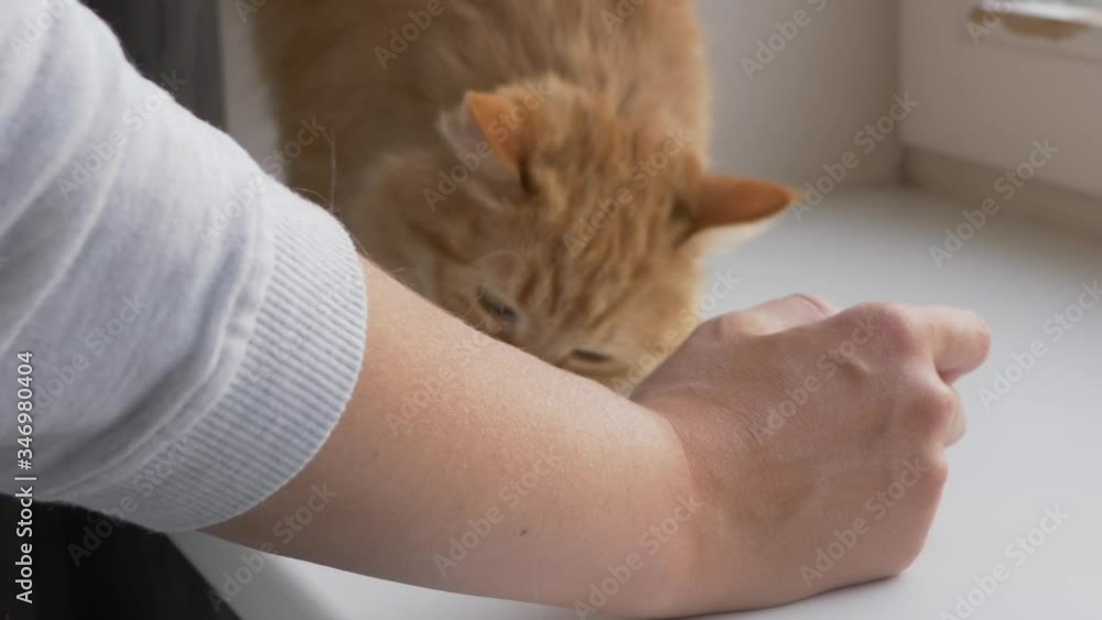 Woman shows scratches made by cute ginger cat. Fluffy pet lying on ...