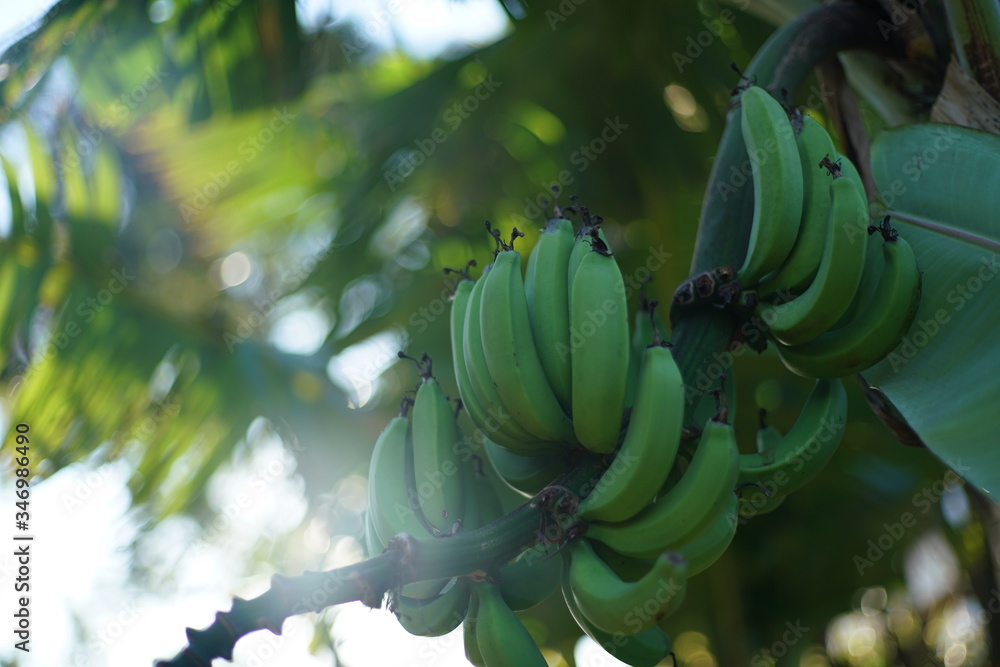 green banana tree Stock Photo | Adobe Stock