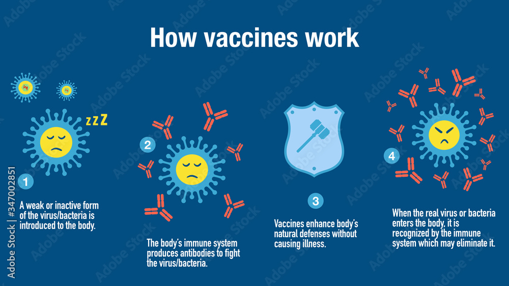 How vaccines work to produce antibodies and stimulate the immune system ...
