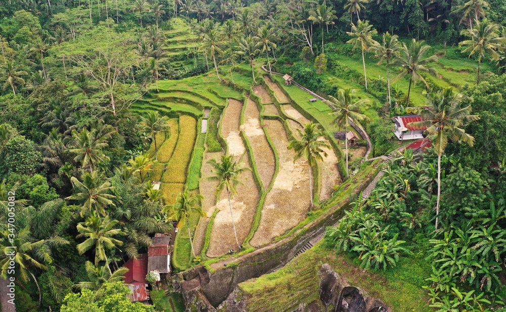 rice terraces - located on vertical terraces of rice fields, mainly in ...