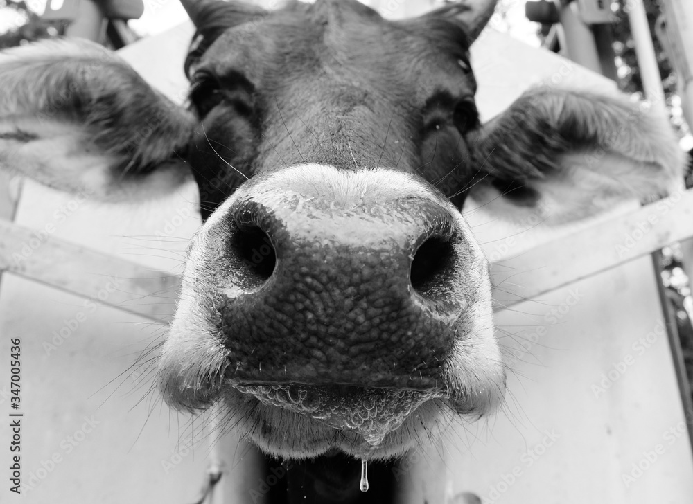 Wide angle funny cow face in chute close up, working cattle concept in ...