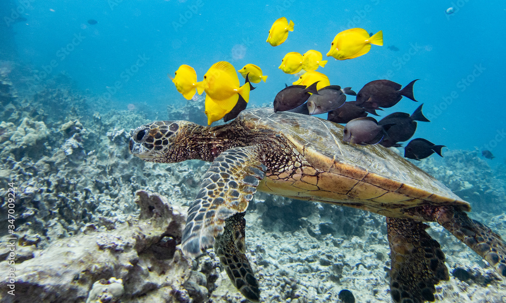 Sea Turtles With Fish