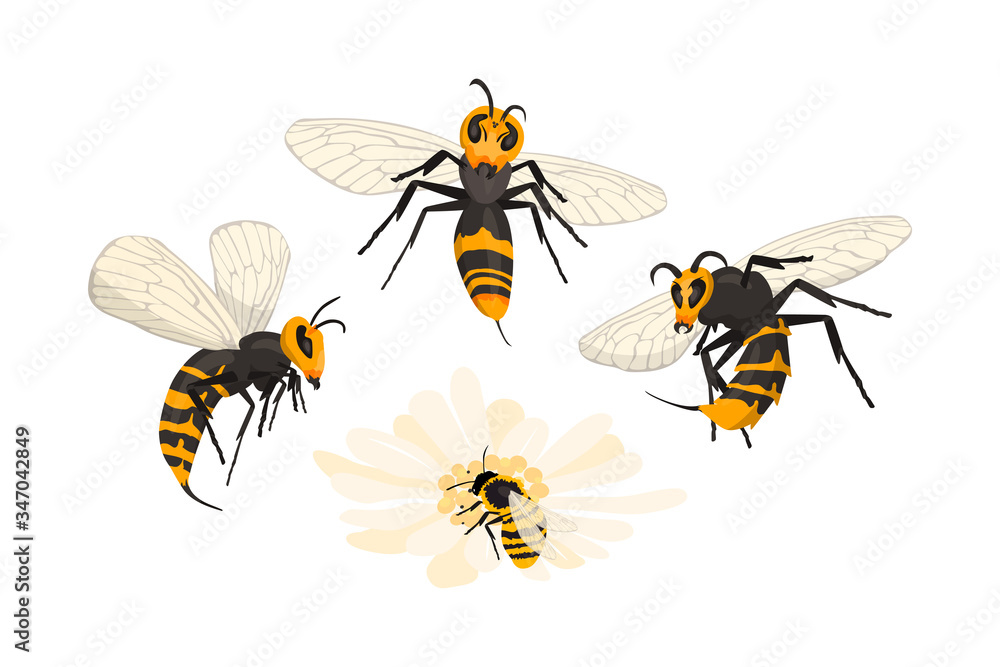 Giant asian hornets attack honey bee pollinating the flower. Mass ...