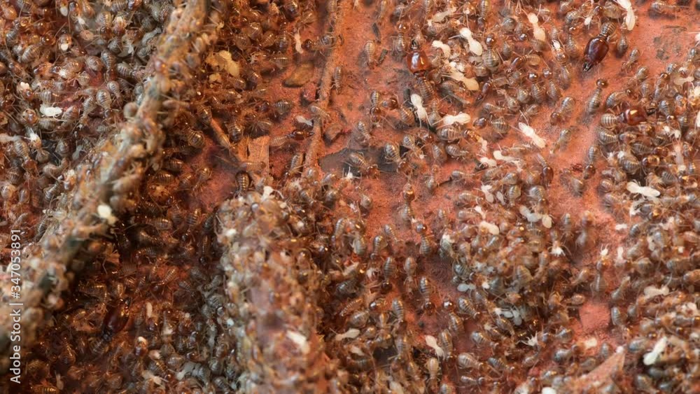 Colony Of Termite, Termites eat wood ,termites that come out to the ...