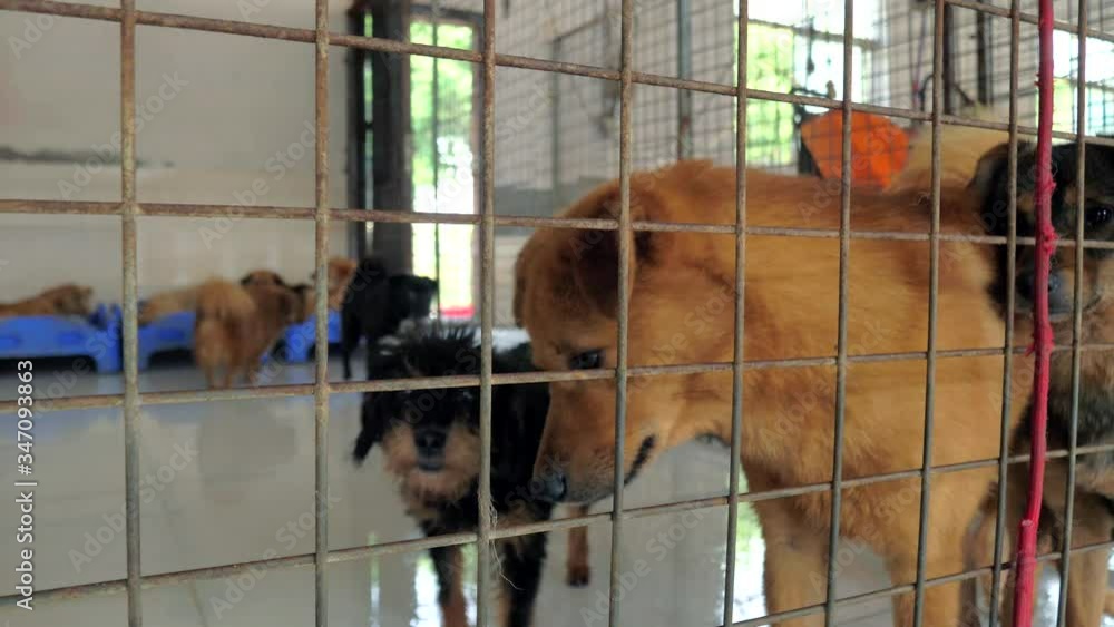 Unwanted and homeless dogs of different breeds in animal shelter ...