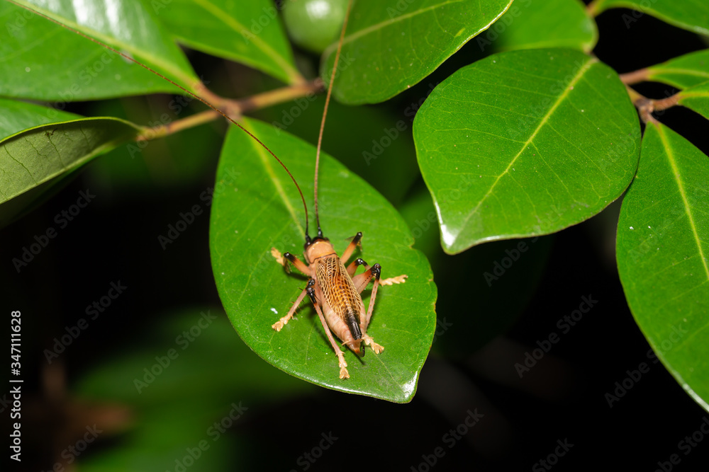 Native species of insects in the rainforest Stock Photo | Adobe Stock
