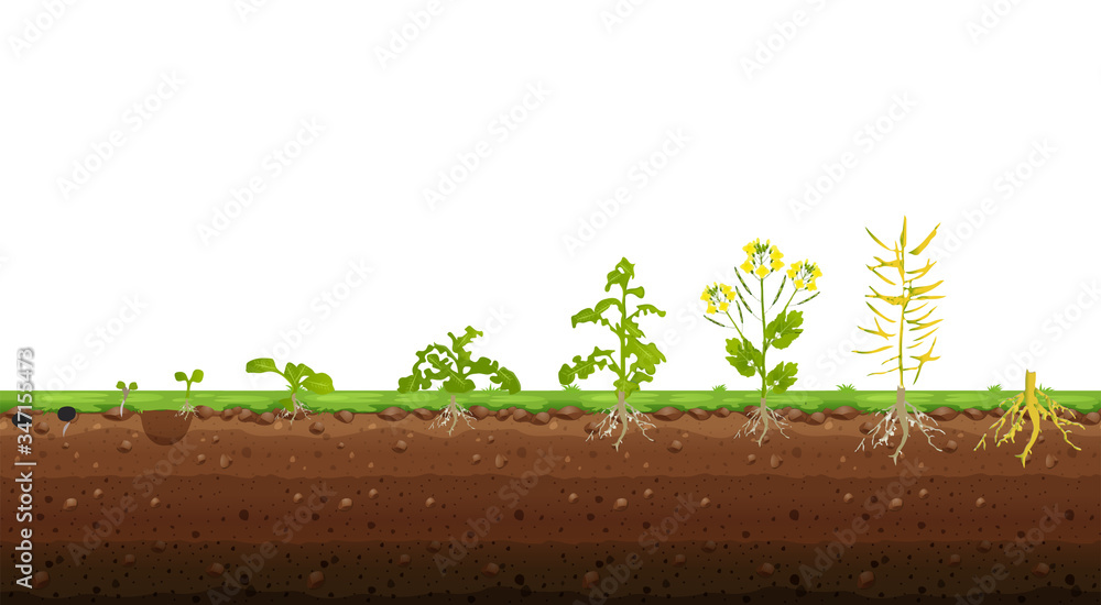 Rapeseed Oilseed Rape Plant. Rapeseed cycle of life. Rapeseed Brassica ...
