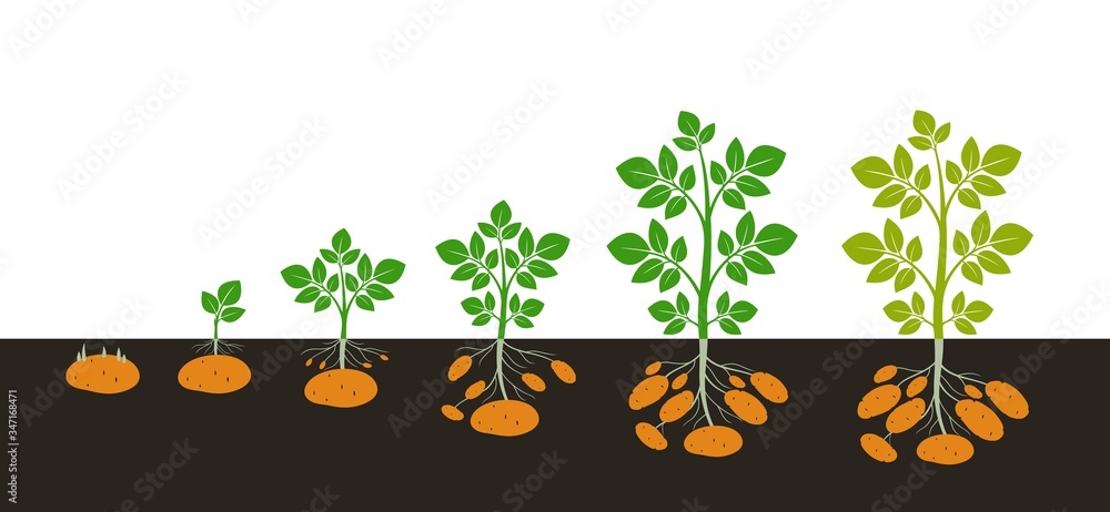 Crop stages of potatoes plant. Isolated harvest potato on white ...