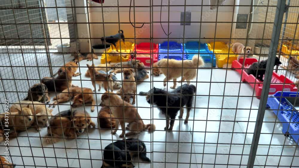 Unwanted and homeless dogs of different breeds in animal shelter ...