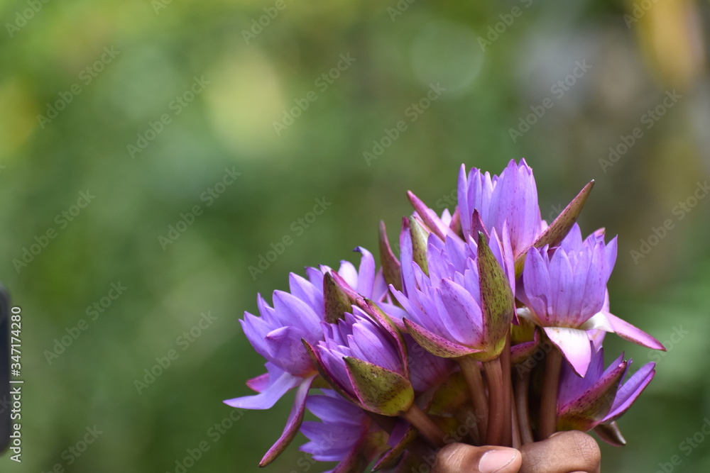 Nil Manel Or Blue Water Lily Flower Blossomed At Royal Botanical Garden ...