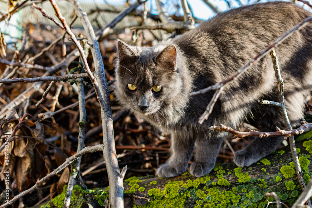 A gray Maine Coon cat walks in the yard on the street in the spring ...
