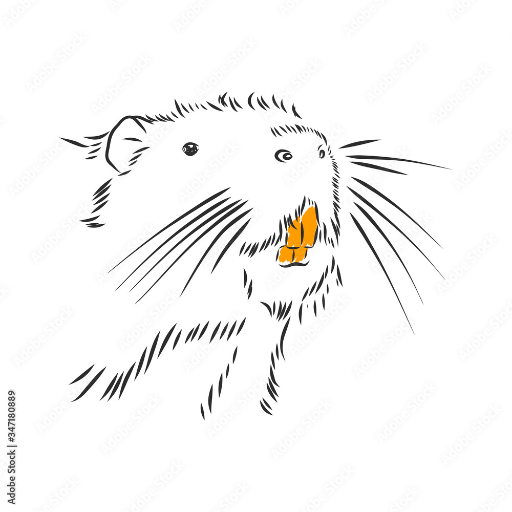 nutria black and white. nutria vector sketch illustration Stock Vector ...
