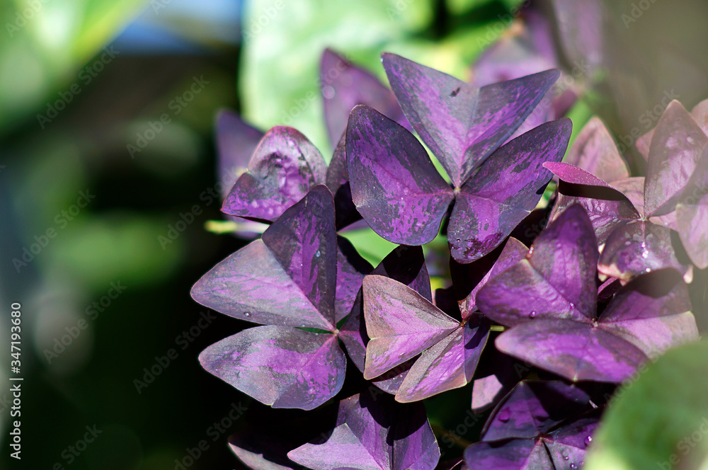 Oxalis triangularis, commonly called false shamrock, is a species of ...