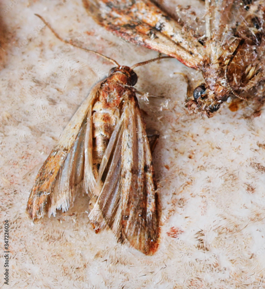 Indianmeal moth also called flour moth is an insect that infests Stock ...