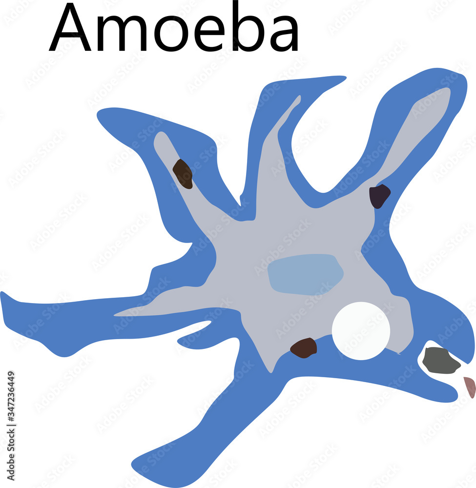 Amoeba vulgaris-a type of protozoan creatures from eukaryotes, a ...