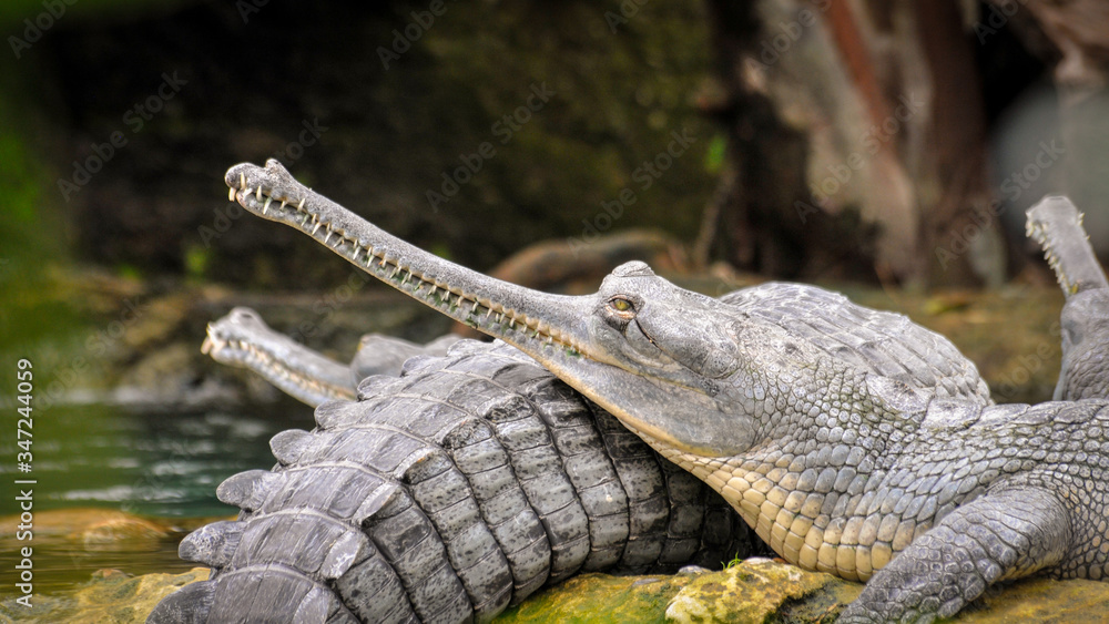 The gharial (Gavialis gangeticus), also known as the gavial, and the ...