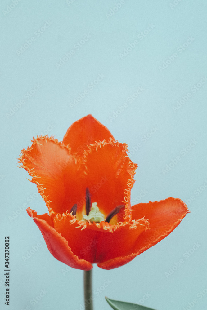 Why Is The Tulip National Flower Of Turkey | Best Flower Site