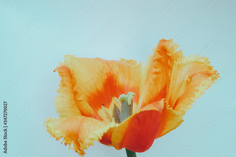 Why Is The Tulip National Flower Of Turkey | Best Flower Site