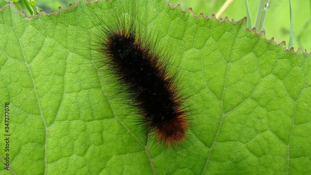 Raupe Brauner Bär, langhaarige Raupe braun Stock Photo | Adobe Stock
