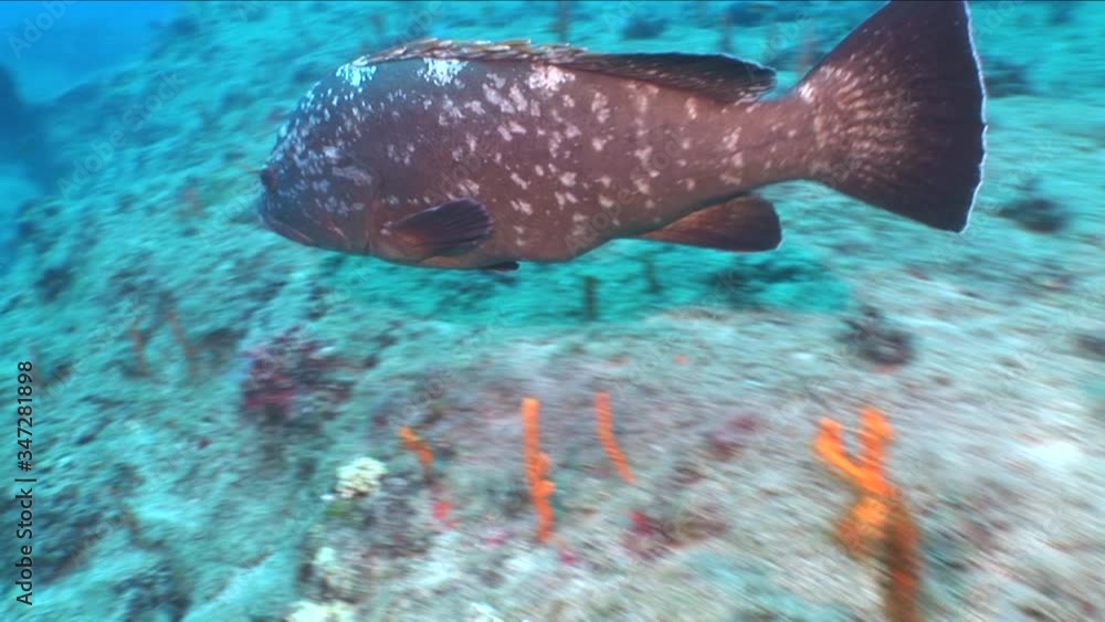 big grouper swim close with a big remora pilot fish swim together ...