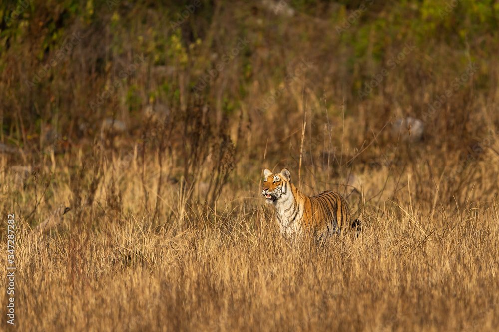 Tiger Stalking Prey