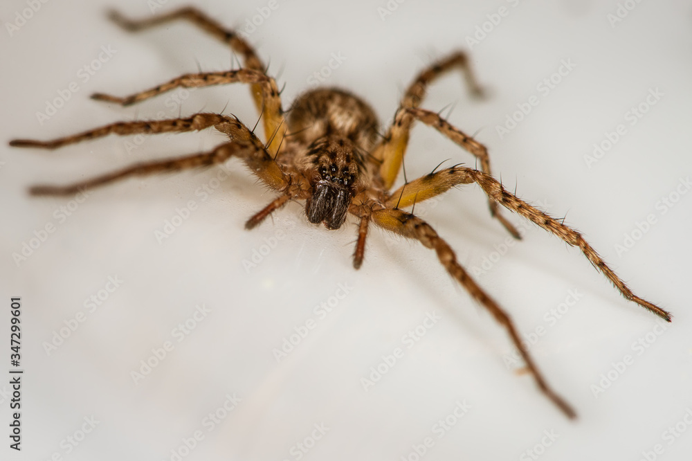 Domestic house spider. The detailed macro image of a little brown ...