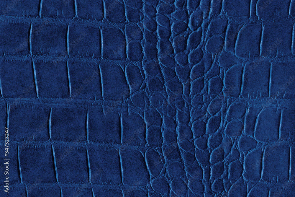 Blue crocodile or reptile skin of high quality and high resolution ...
