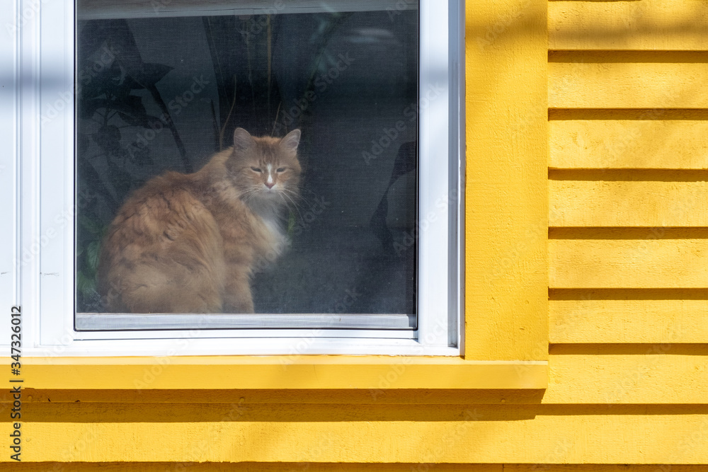 Orange tabby cat sitting in a window of a yellow house staring out the ...